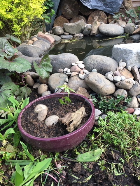 Pond maple bonsai | Lauren Varney