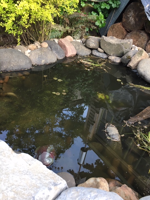 Pond water detail | Lauren Varney